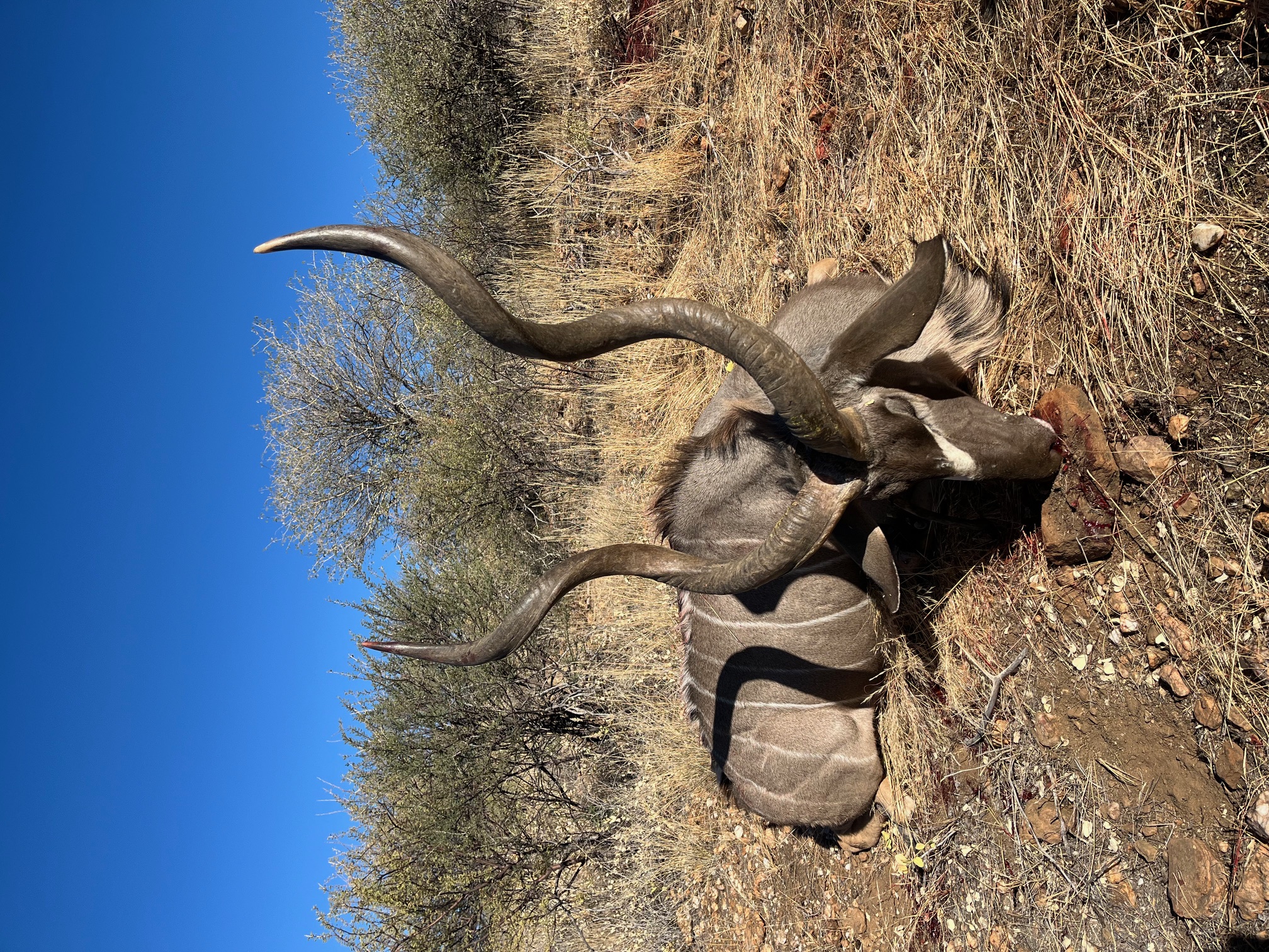 Namibia Top Ten Hunting Package - Wild Game Hunter